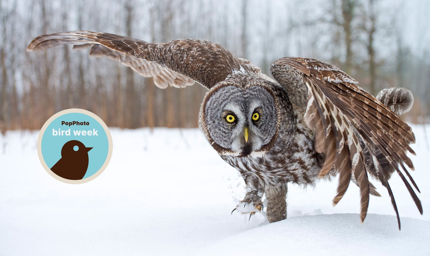 Tips from the pros: 3 keys to taking better bird pictures ...