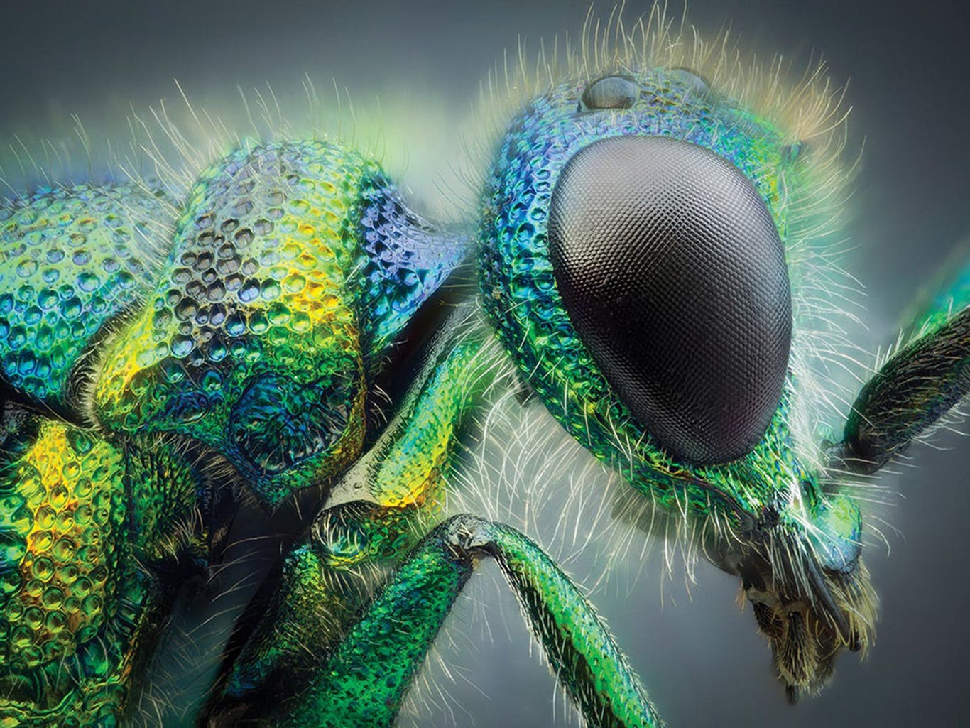 How to improve your insect photography | Popular Photography