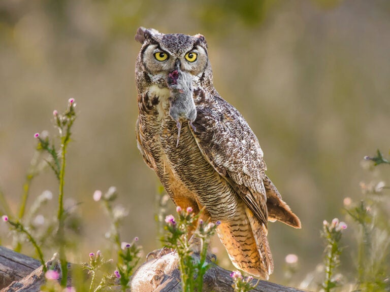 These are the best bird photographs of 2018 | Popular Photography