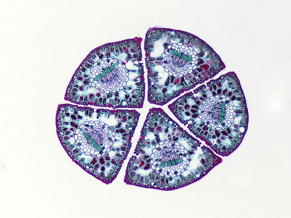 An introduction to microscope photography | Popular Photography