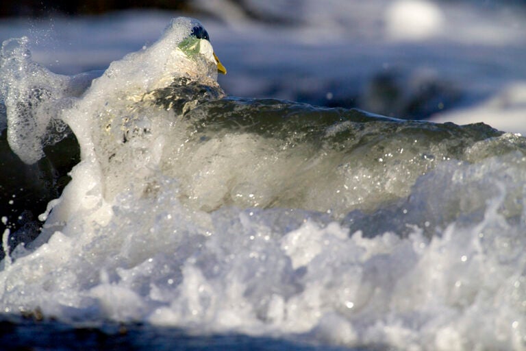 Tips From a Pro: David Tipling on Beginning Bird Photography