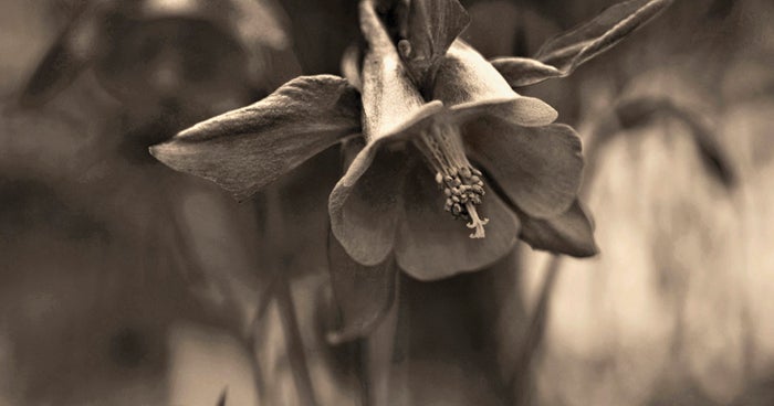 You Can Do It: Selective Focus | Popular Photography