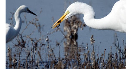 Award Winning Photographer Fired For Splicing Together Two Bird Photos