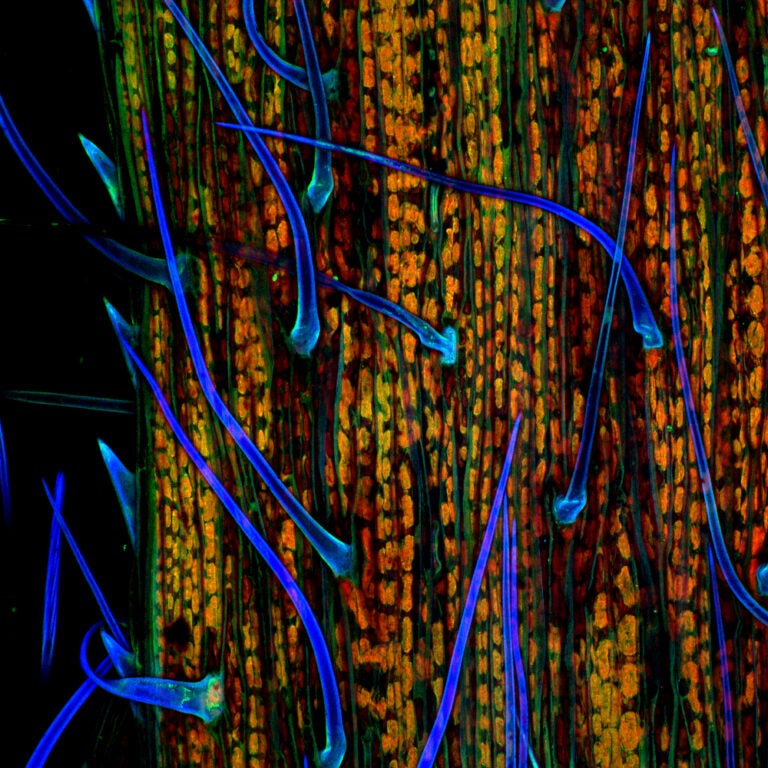 Gallery: The Best MicroPhotography of 2011 | Popular Photography