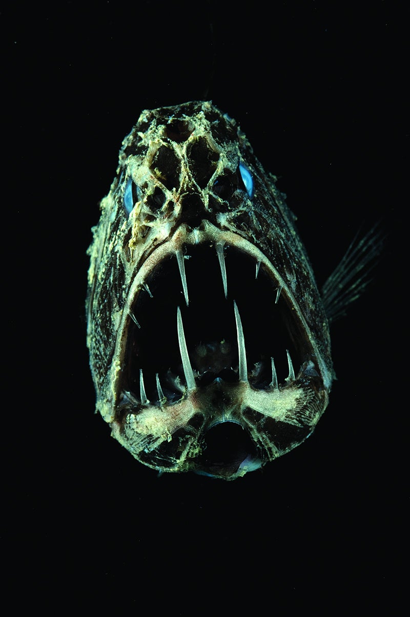 Amazing Photographs of Deep Sea Creatures by David Shale | Popular ...