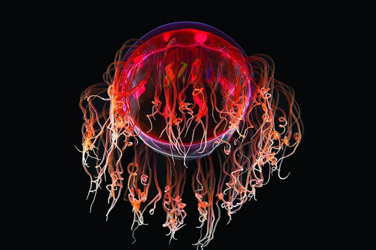 Amazing Photographs of Deep Sea Creatures by David Shale | Popular ...