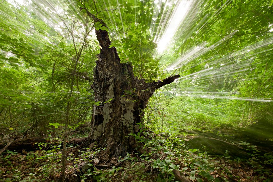 Trunk Show: Shooting America's Endangered Trees | Popular Photography