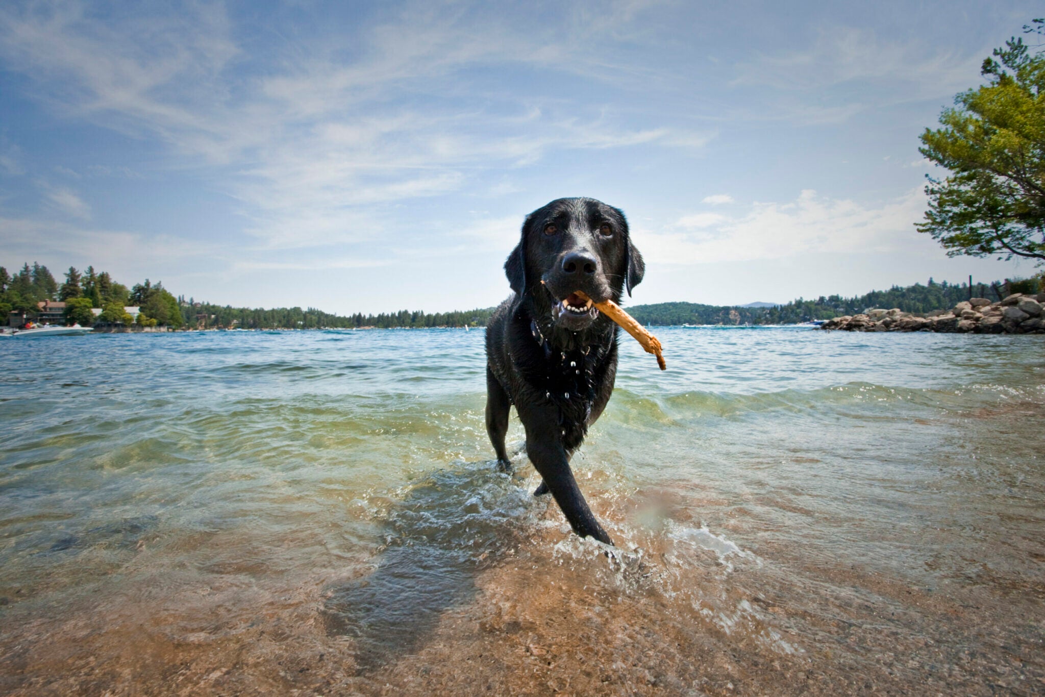 Reader Gallery: 53 Awesome Photos of Dogs | Popular Photography