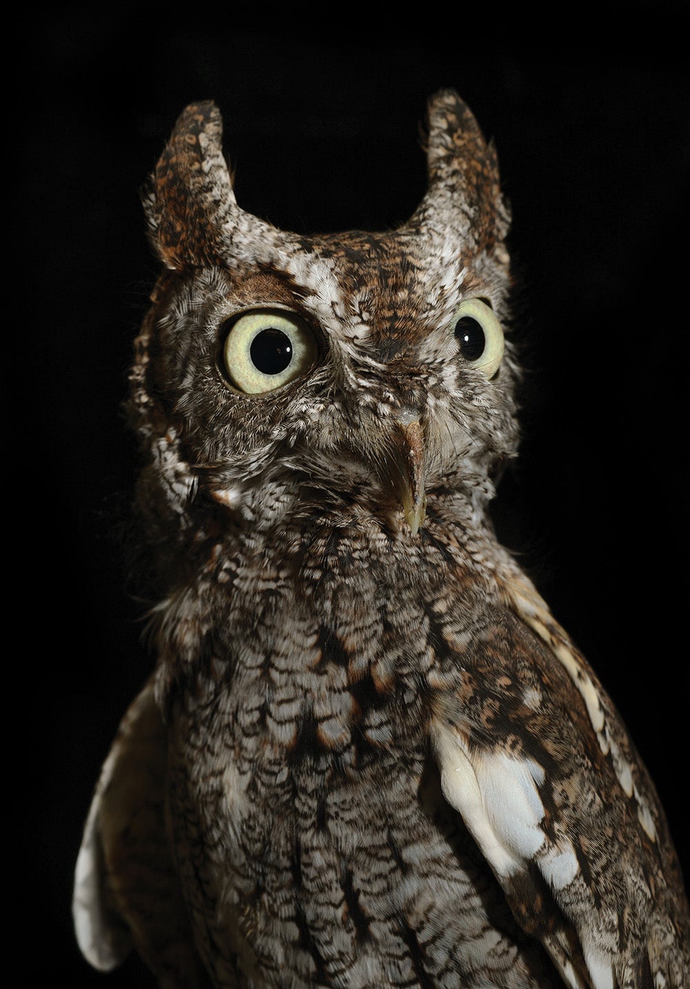 Traer Scott's Creatures of the Night | Popular Photography