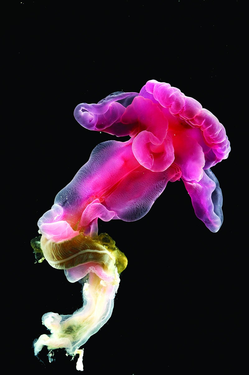 Amazing Photographs of Deep Sea Creatures by David Shale | Popular ...