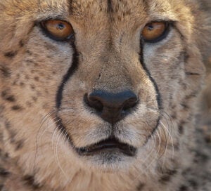 John Isaac: The Passion of a U.N. Photographer