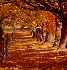 How To Take Great Fall Photographs | Popular Photography