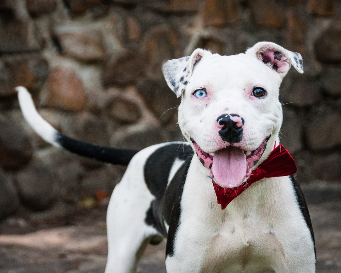 Reader Gallery: 53 Awesome Photos of Dogs | Popular Photography