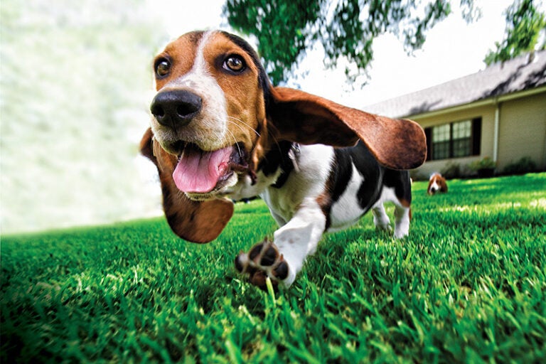 Tips for taking great photos of dogs | Popular Photography