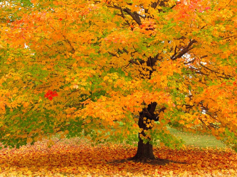 How To Take Great Fall Photographs | Popular Photography