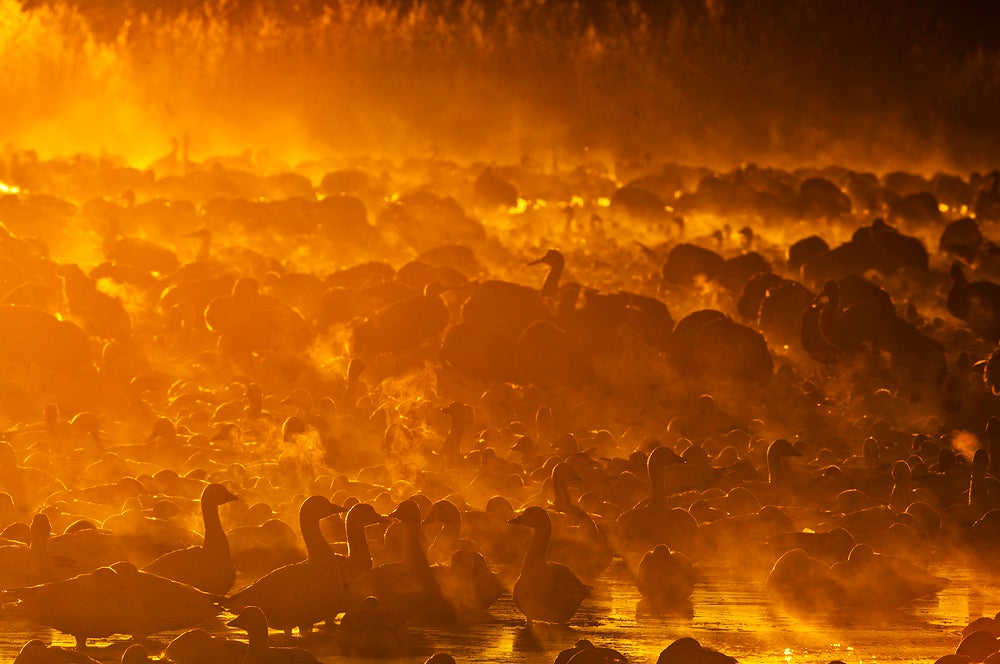 Tips From a Pro: David Tipling on Beginning Bird Photography