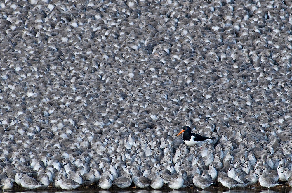 Tips From a Pro: David Tipling on Beginning Bird Photography