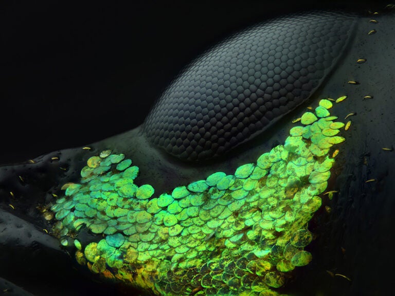 Larger than life photos of tiny things | Popular Photography