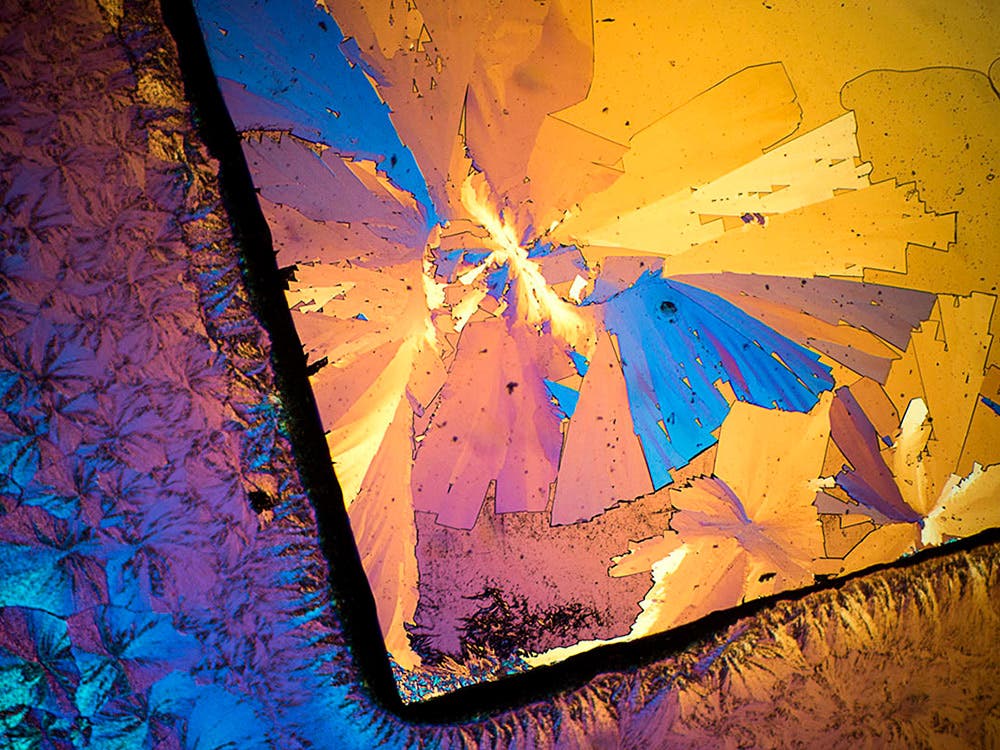 An introduction to microscope photography | Popular Photography