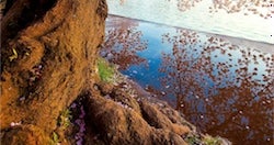 Winners of the National Cherry Blossom Photo Contest Announced