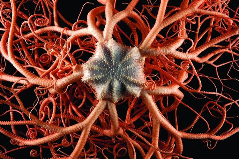 Amazing Photographs of Deep Sea Creatures by David Shale | Popular ...