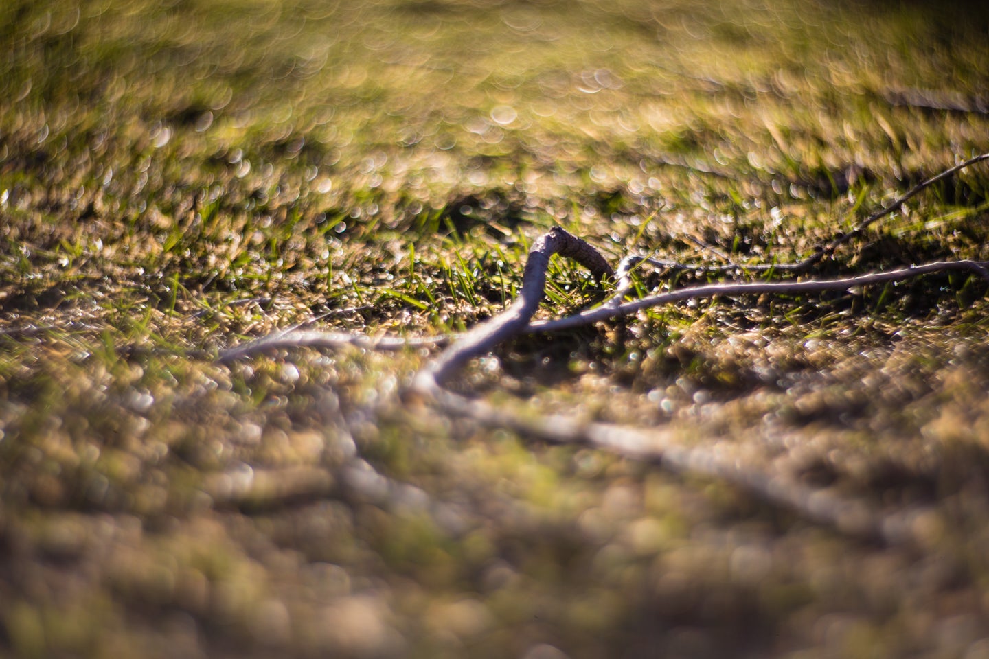 Sample Image Gallery: Petzval Lens | Popular Photography