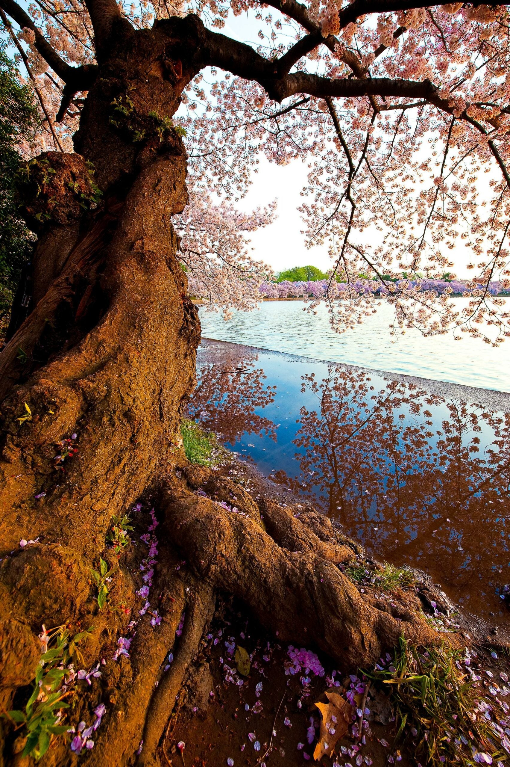 Winners of the National Cherry Blossom Photo Contest Announced