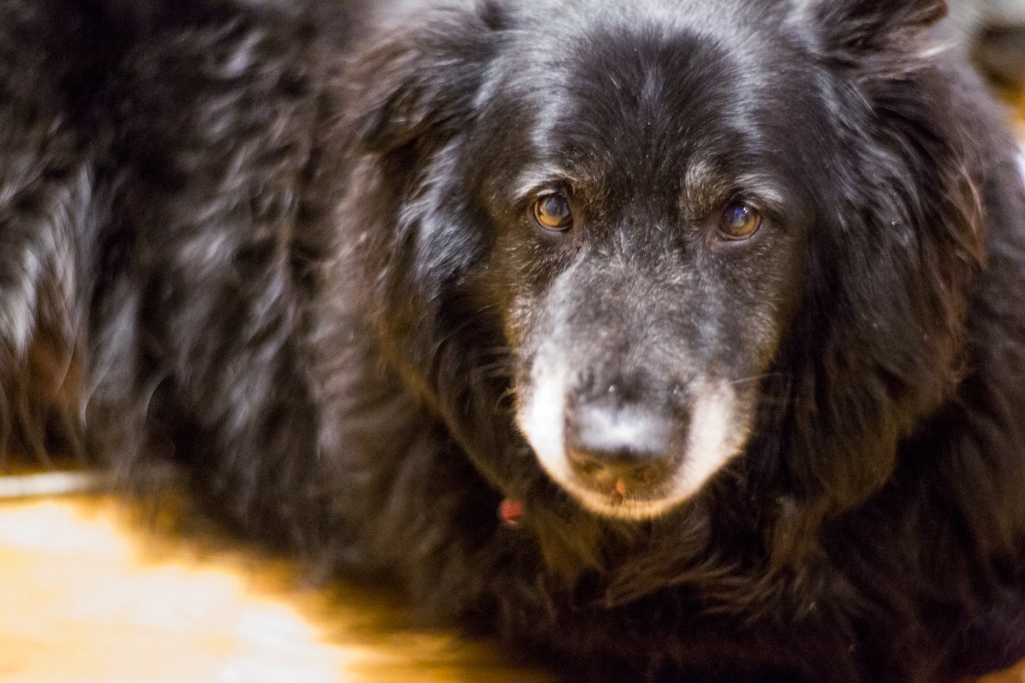 Sample Image Gallery: Petzval Lens | Popular Photography