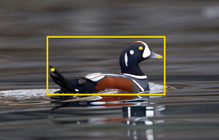 This Clever Software Can Automatically Identify The Birds In Your Photos