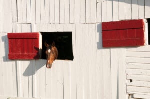 I, Photographer: Sam English Photographs Horses | Popular Photography