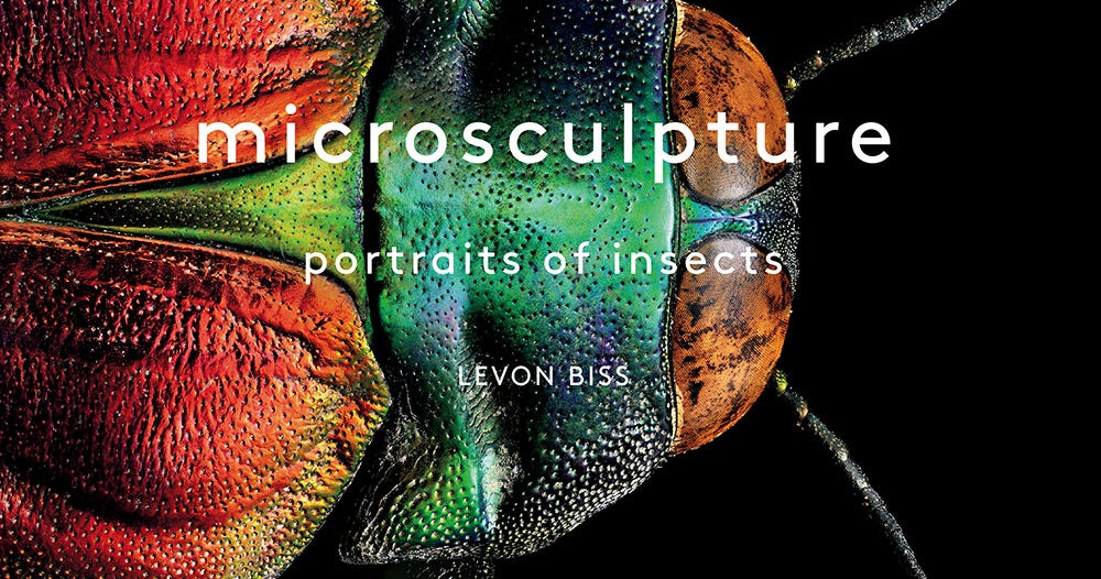 These are the most beautiful pictures of bugs you will ever see