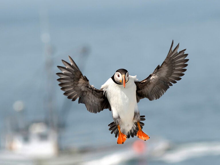 These are the best bird photographs of 2018 | Popular Photography