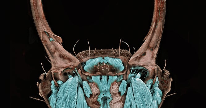 Gallery: The Best MicroPhotography of 2011 | Popular Photography