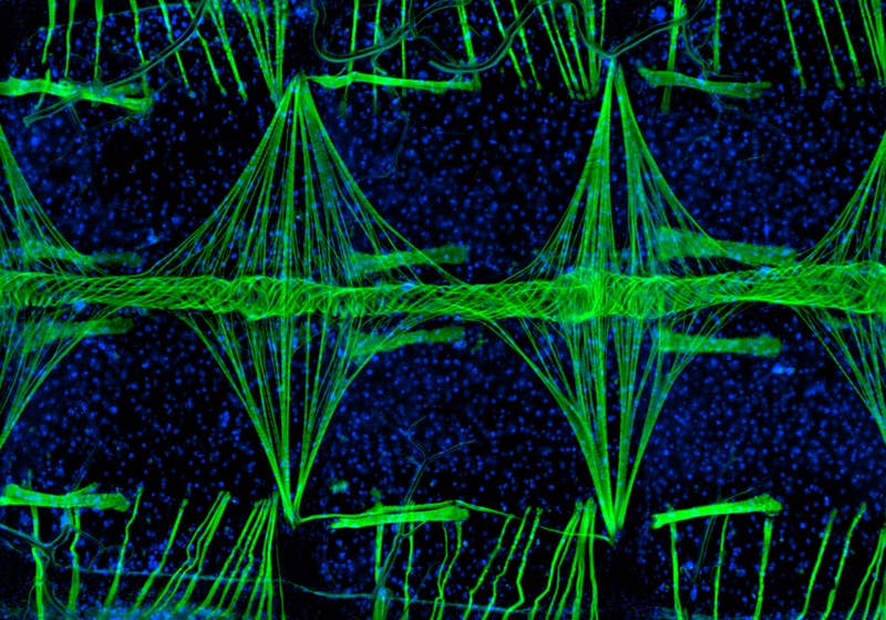 Gallery: The Year's Best Photomicrography | Popular Photography