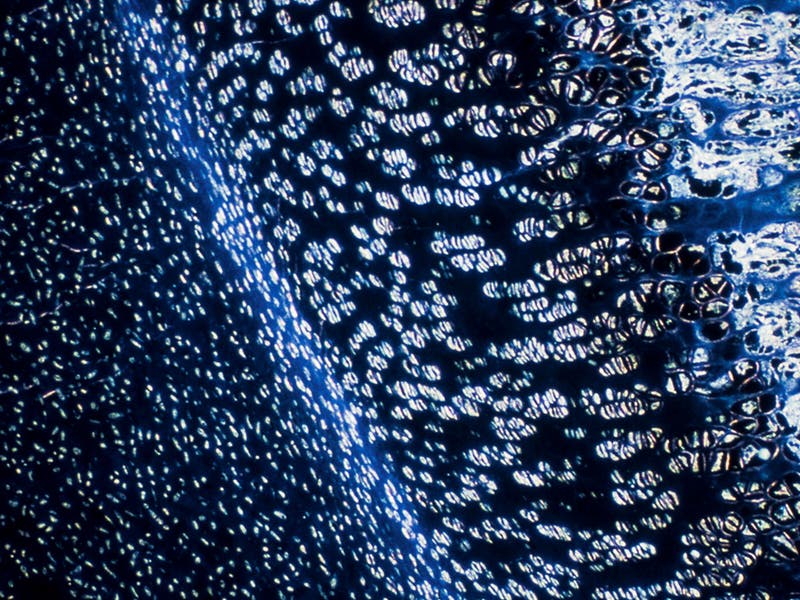 An introduction to microscope photography | Popular Photography