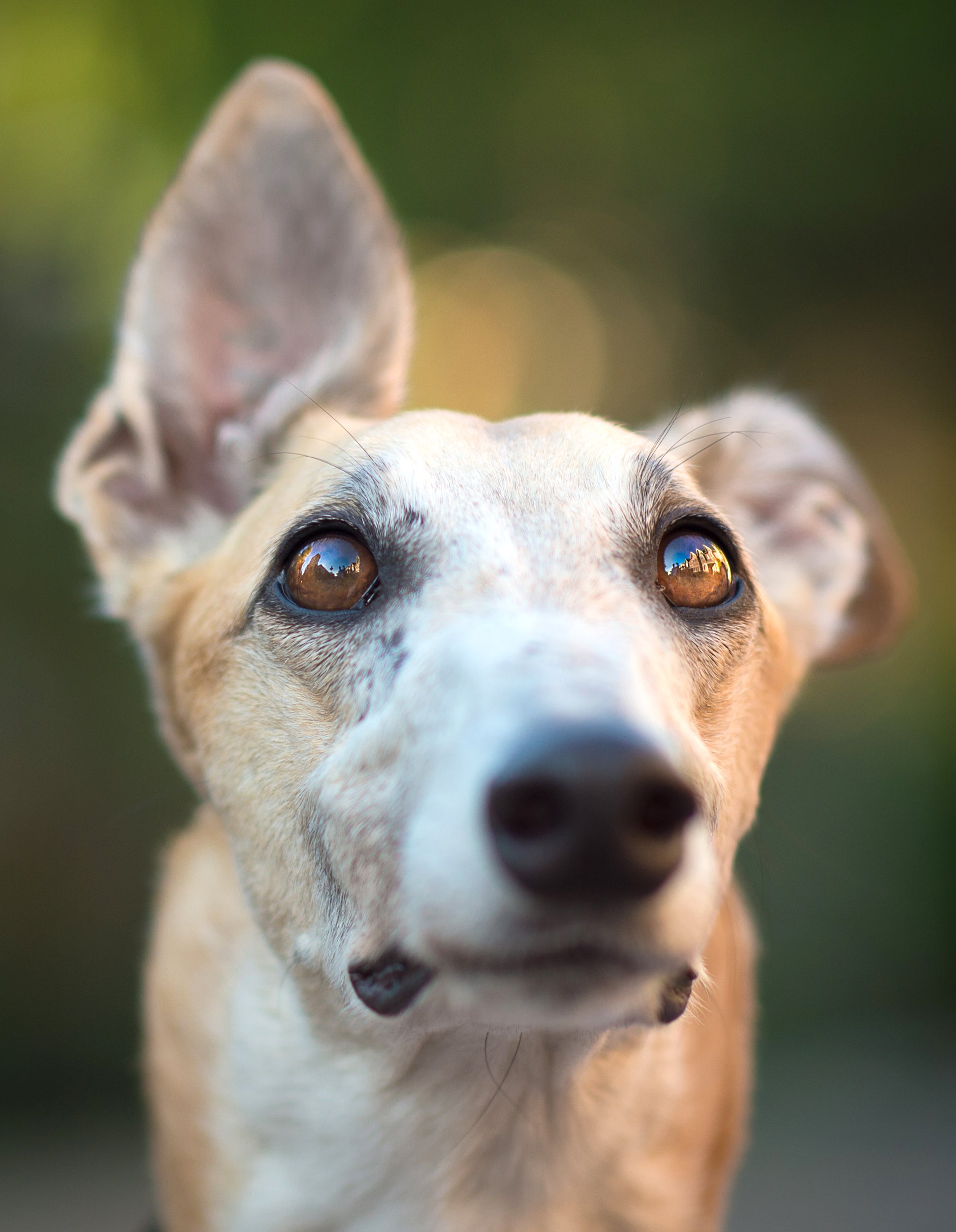 Reader Gallery: 53 Awesome Photos of Dogs | Popular Photography