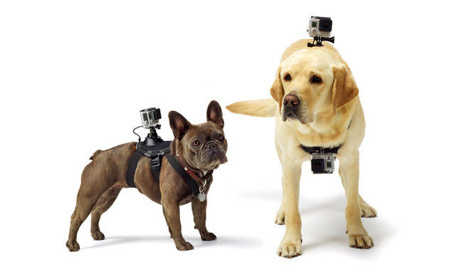 GoPro Fetch Mounts an Action Camera to Your Dog | Popular Photography