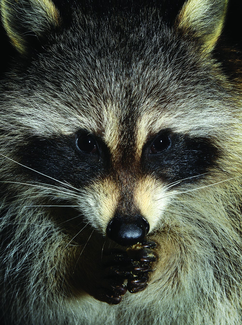 Traer Scott's Creatures of the Night | Popular Photography