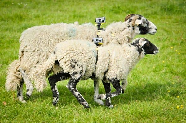 Sony Straps Action Cams To Sheep For Tour De France | Popular Photography