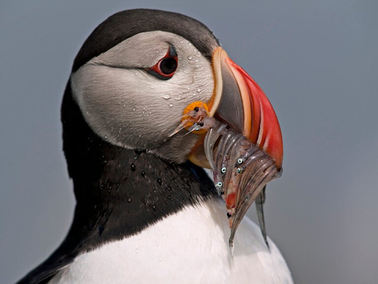 John Isaac: The Passion of a U.N. Photographer | Popular Photography