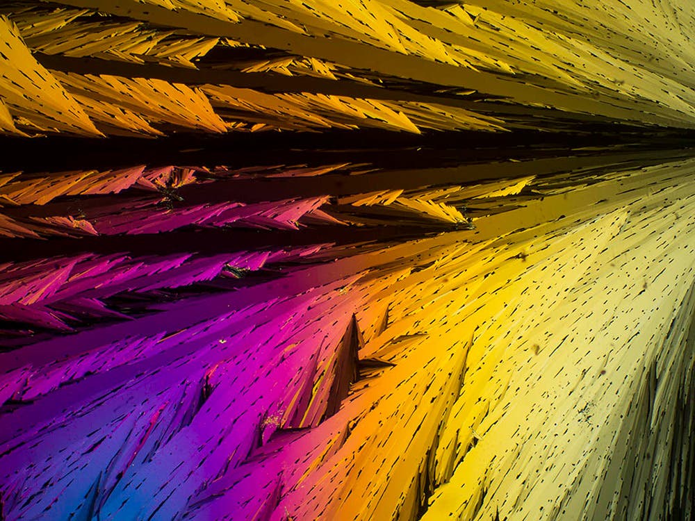 An introduction to microscope photography | Popular Photography