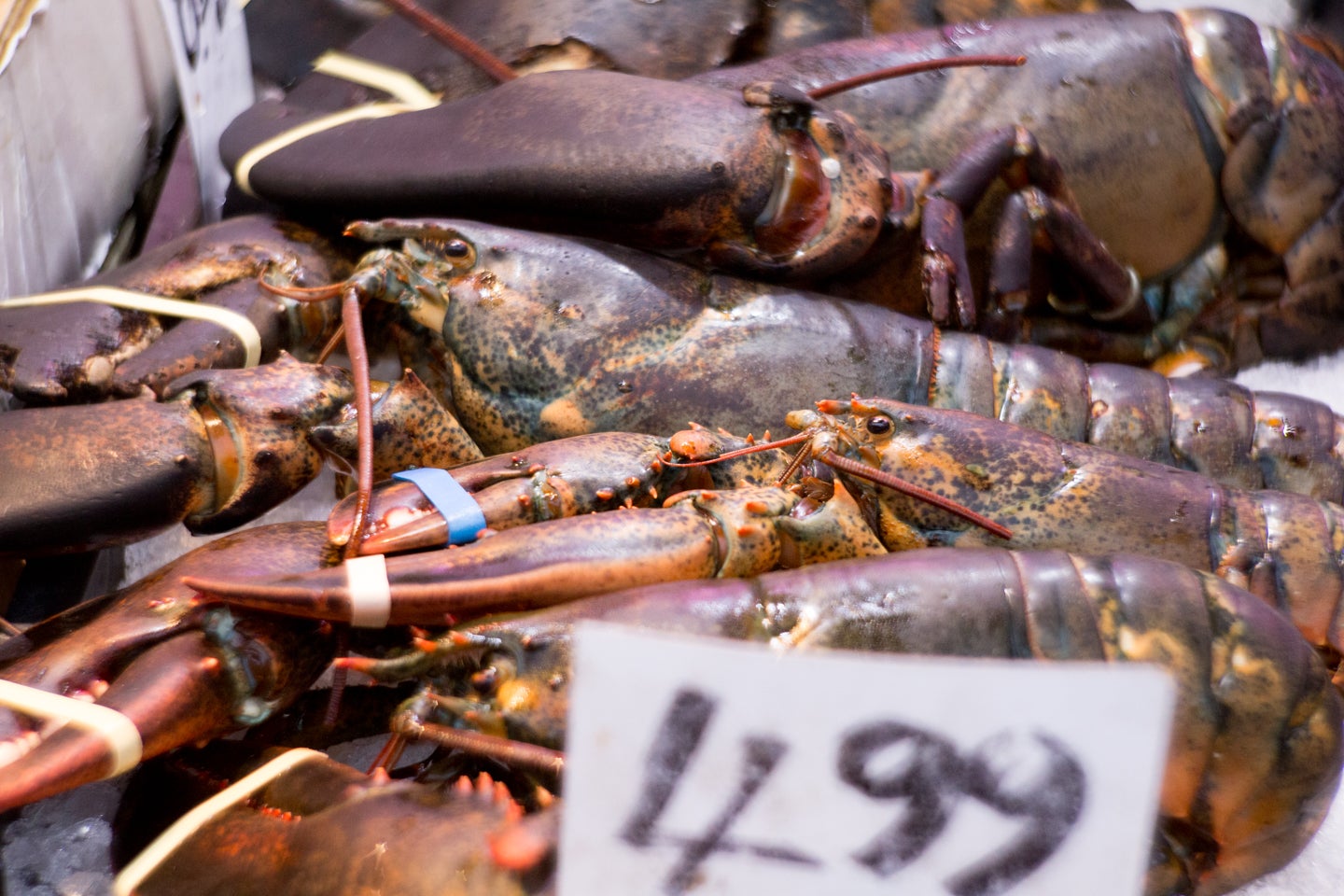 Hands On: Lomography’s Petzval Lens | Popular Photography