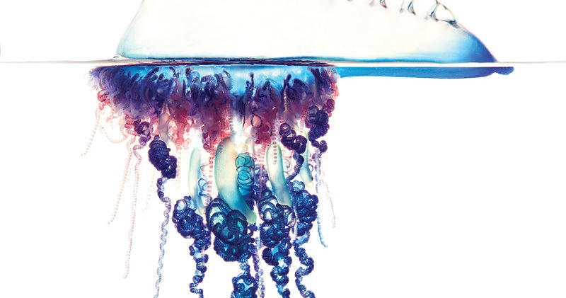 You Can Do It: Turn Your Aquarium into a Fish Photo Studio