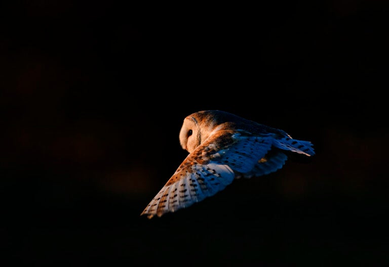 Tips From a Pro: David Tipling on Beginning Bird Photography