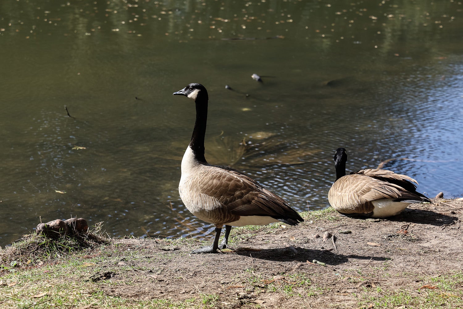 Canon EOS RP hands-on and sample image gallery | Popular Photography