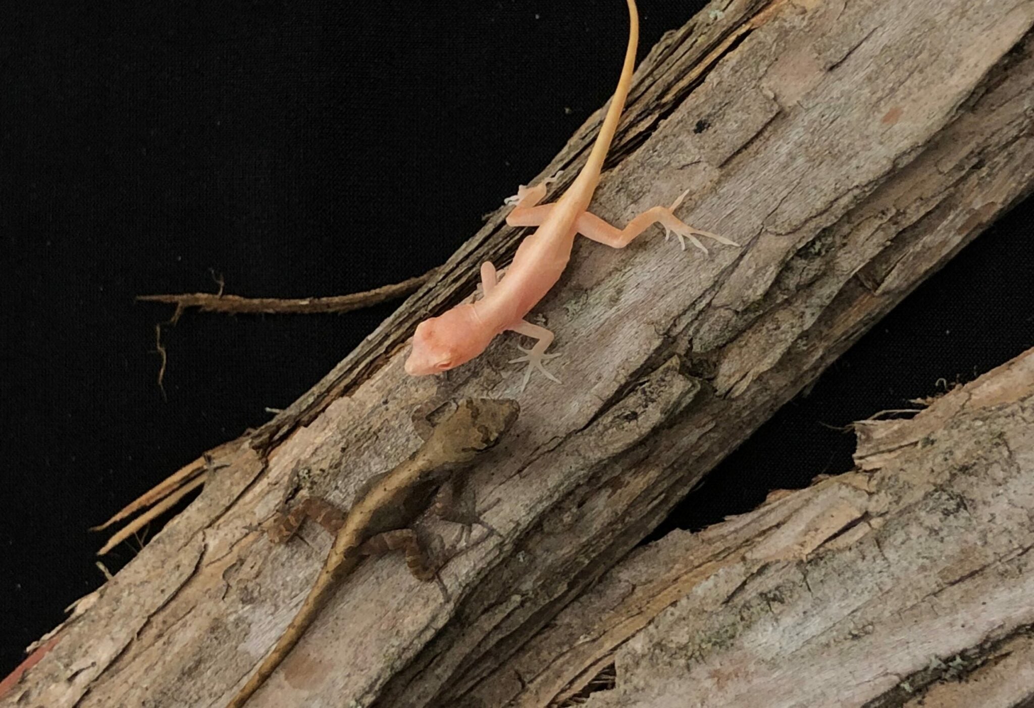 CRISPR turned these lizards into ghosts | Popular Photography