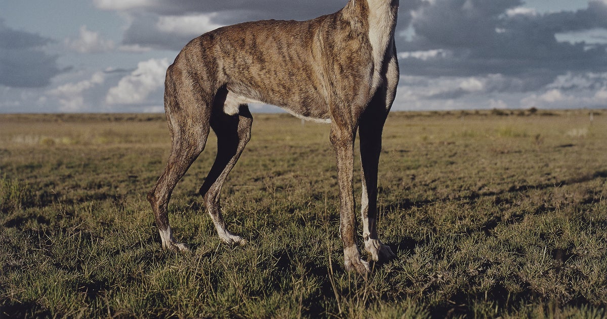 This Is How Getty Museum Does Adorable Animal Photos | Popular Photography