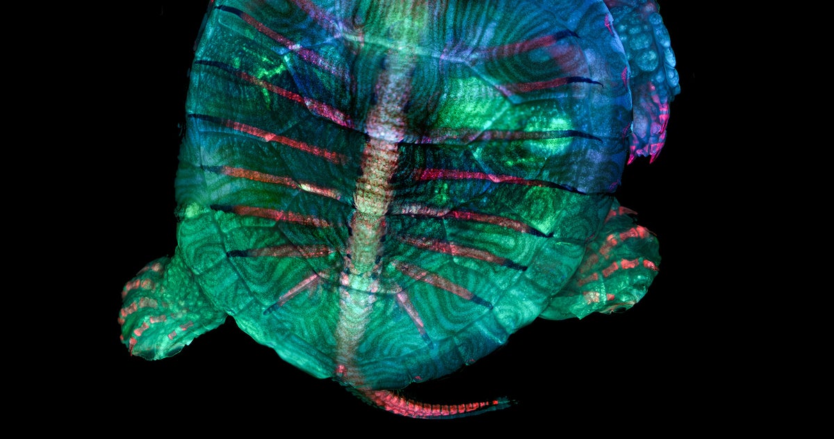This fluorescent turtle embryo is just one of the year's most ...
