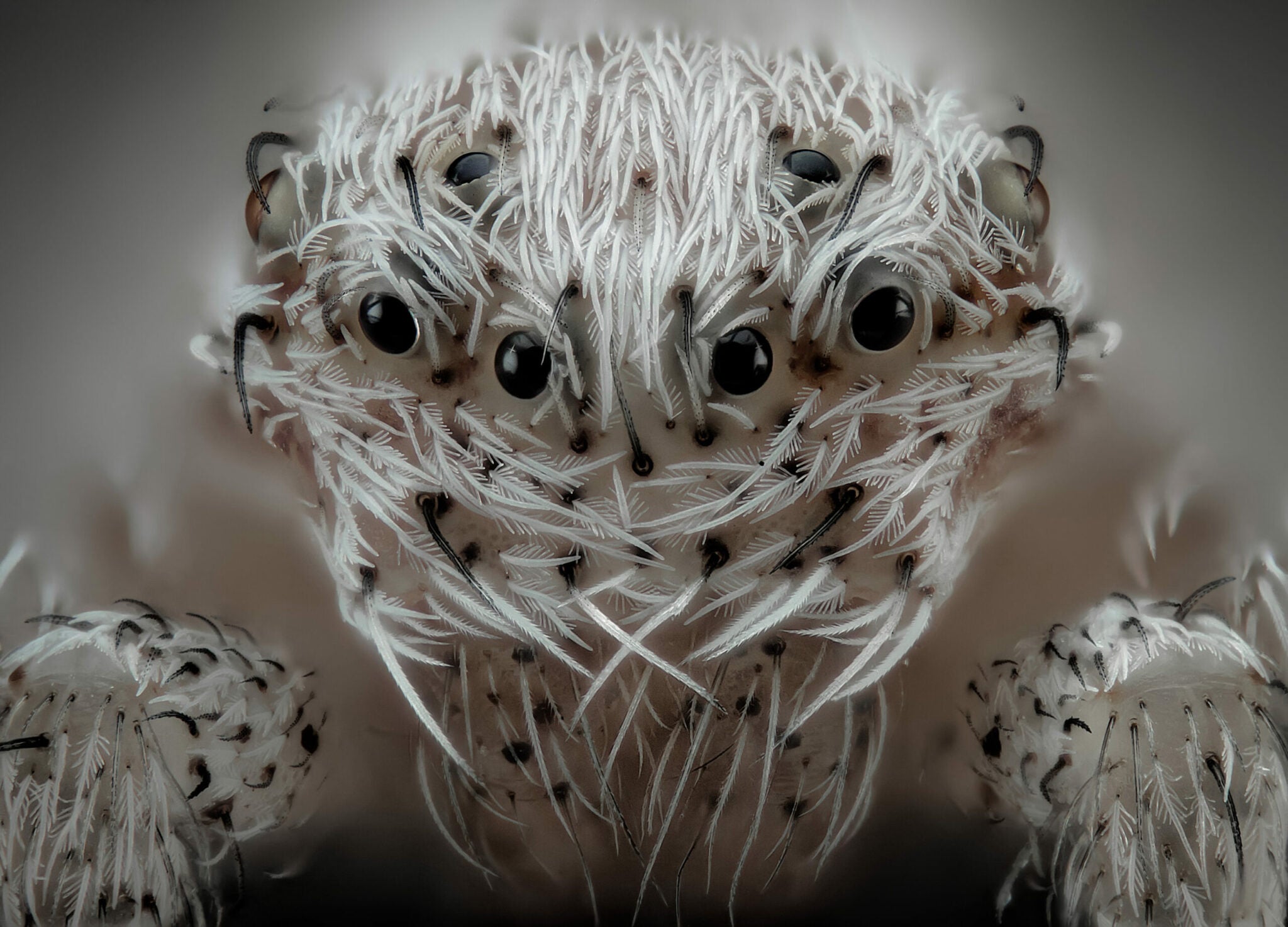 This fluorescent turtle embryo is just one of the year's most ...