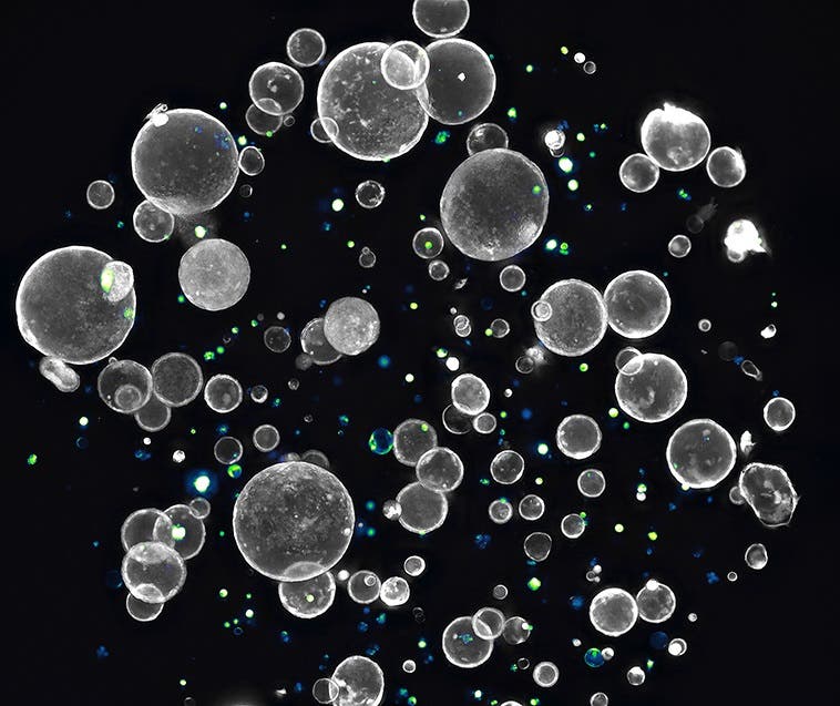 Medical breakthroughs turned into gorgeous images | Popular Photography